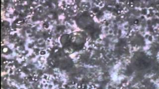 The Organelles of the Cytoplasm