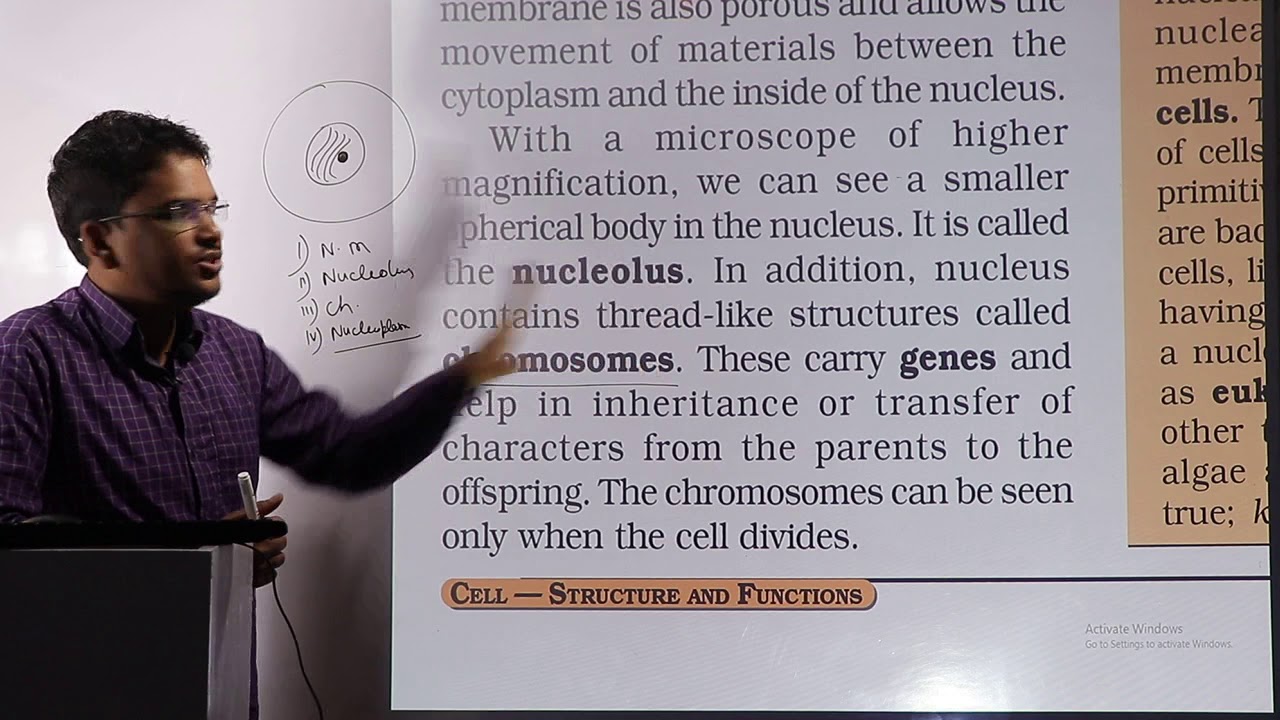 Nucleus Structure And Function Class 8 Chapter Cell Structure And nucleus-structure-and-function-class-8-chapter-cell-structure-and