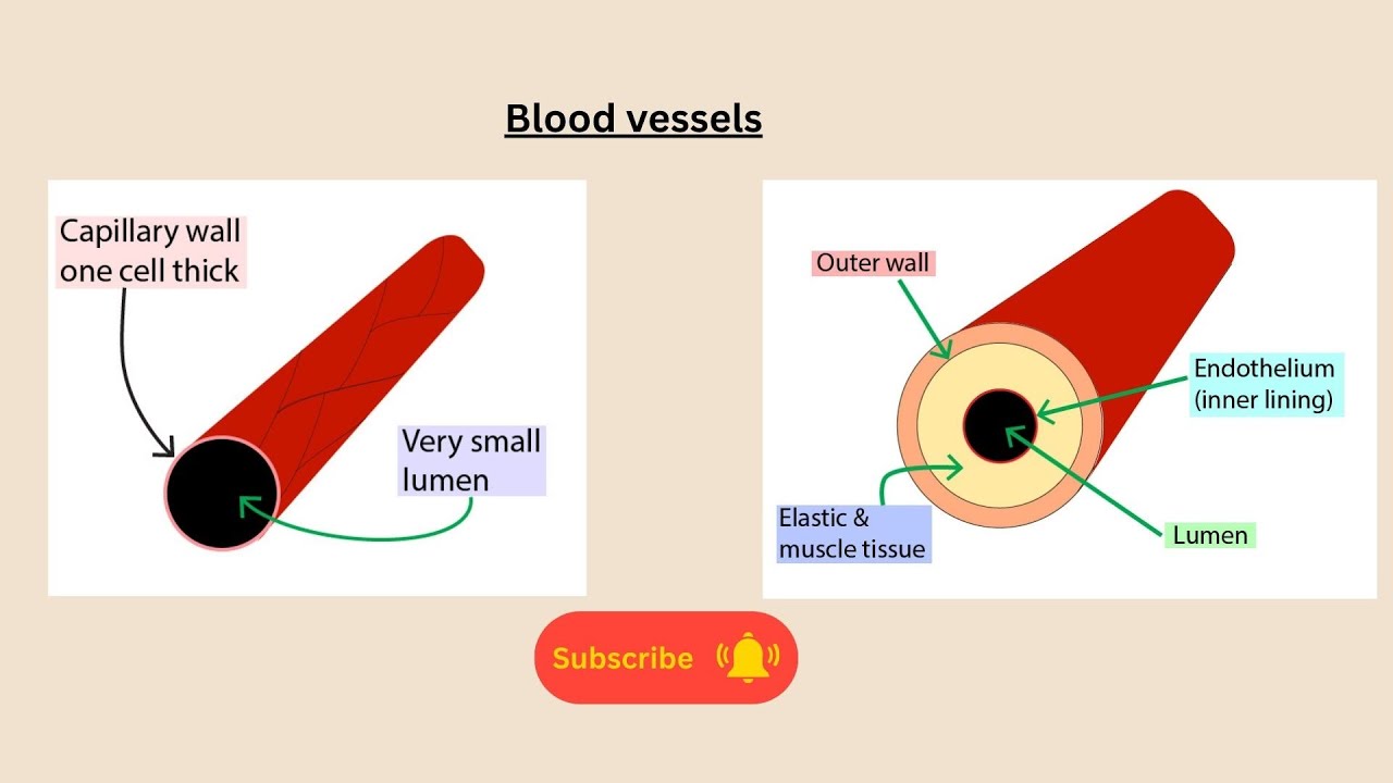 Blood vessels for AQA GCSE Biology and Combined Science - YouTube