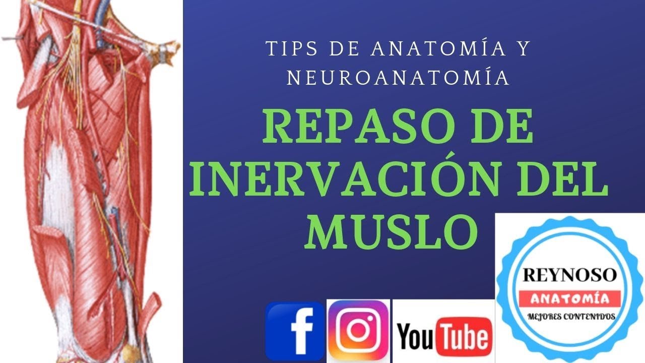 Repaso Inervación del Muslo - YouTube