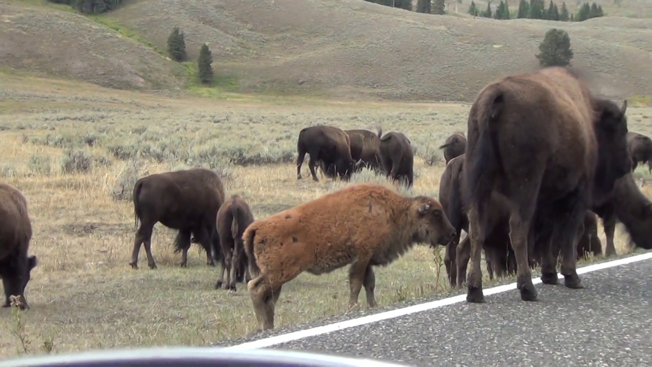 Large Herd of Buffalo (Bison) along and in road in Yellowstone National ...