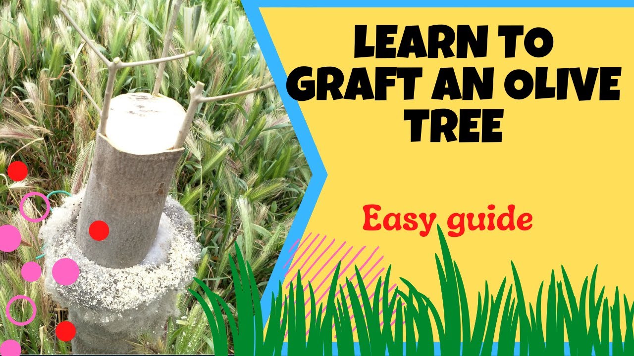 How To Graft An Olive Tree - YouTube