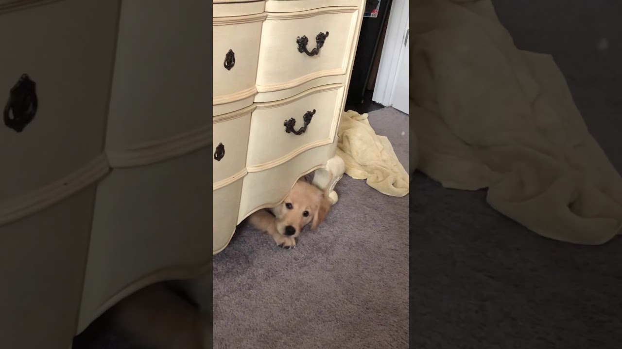 golden puppy stuck in her favorite hiding spot - YouTube