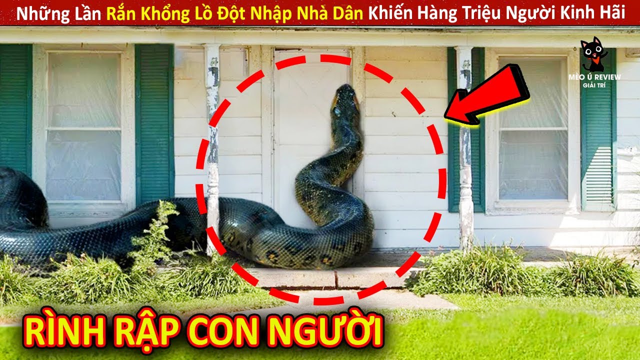 Những Lần Rắn Khổng Lồ Đột Nhập Nhà Dân Khiến Hàng Triệu Người Kinh Hãi ...