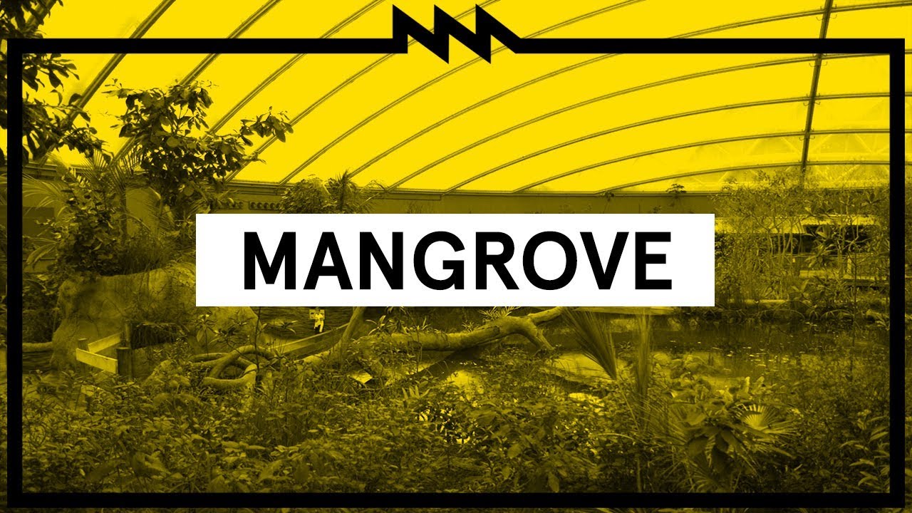 INNOVATE - De Mangrove van Burgers' Zoo - YouTube