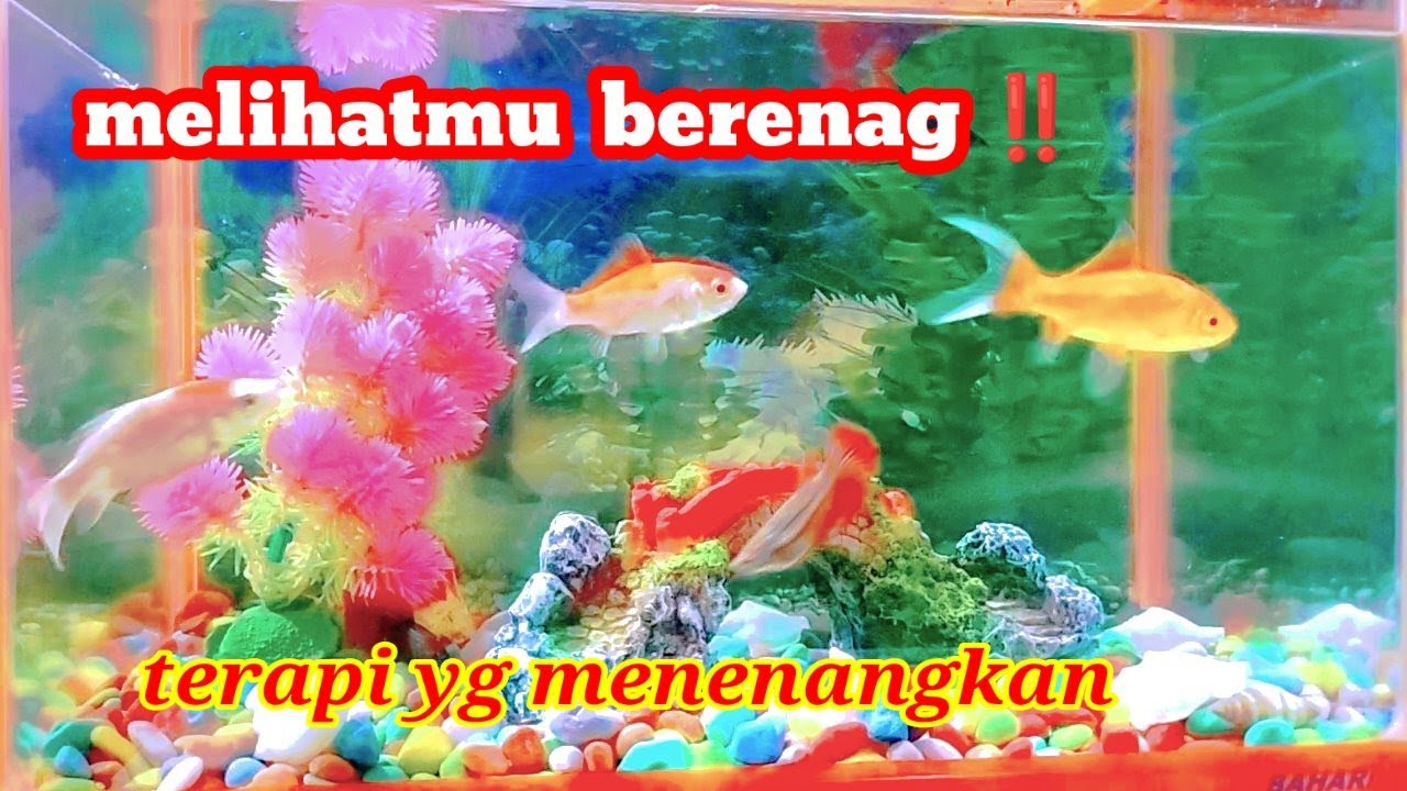 cukup 5 menit hati tenang | ikan imut gemesin - YouTube