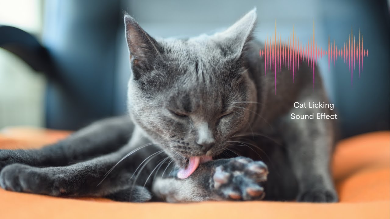 Cat Licking - Sound Effect - YouTube