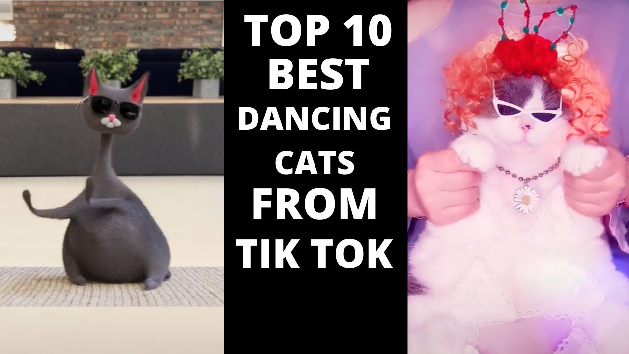TOP 10 DANCING CATS FROM TIKTOK 2023.#funnycatsvideo #funnyanimals # ...