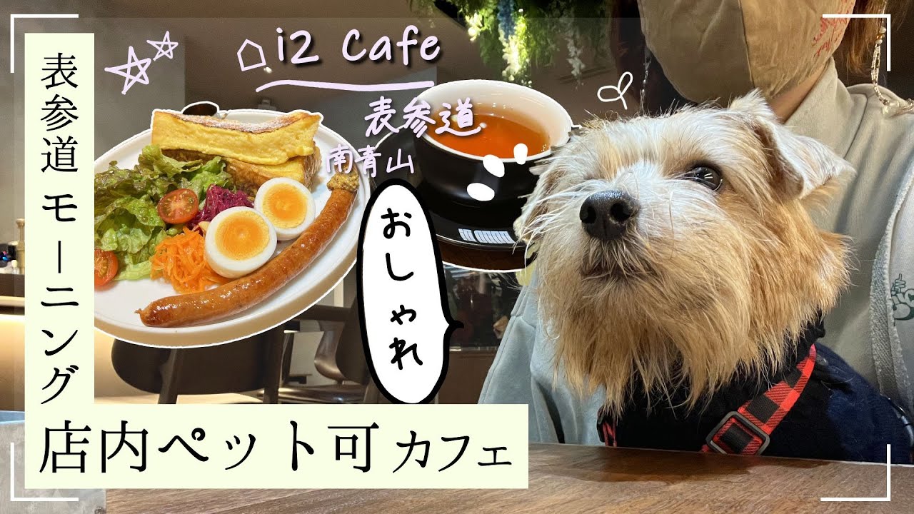 【表参道モーニング】店内ペット可カフェでふんわりフレンチトースト🦢【i2 cafe （アイツーカフェ）】 - YouTube