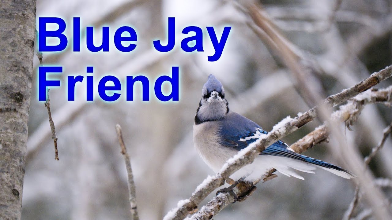 Blue Jay Friend #bluejay #birdwatching #ornithology - YouTube