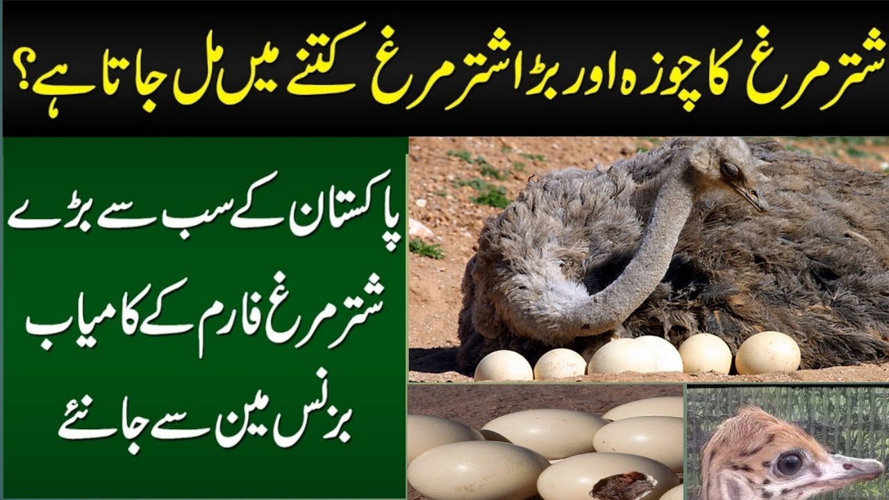 Start ostrich farming in pakistan|shutur murgh ka karobar ab pakistan ...