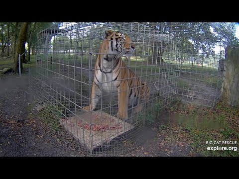 Afton serving up breakfast for Kimba tiger at Big Cat Rescue. - YouTube
