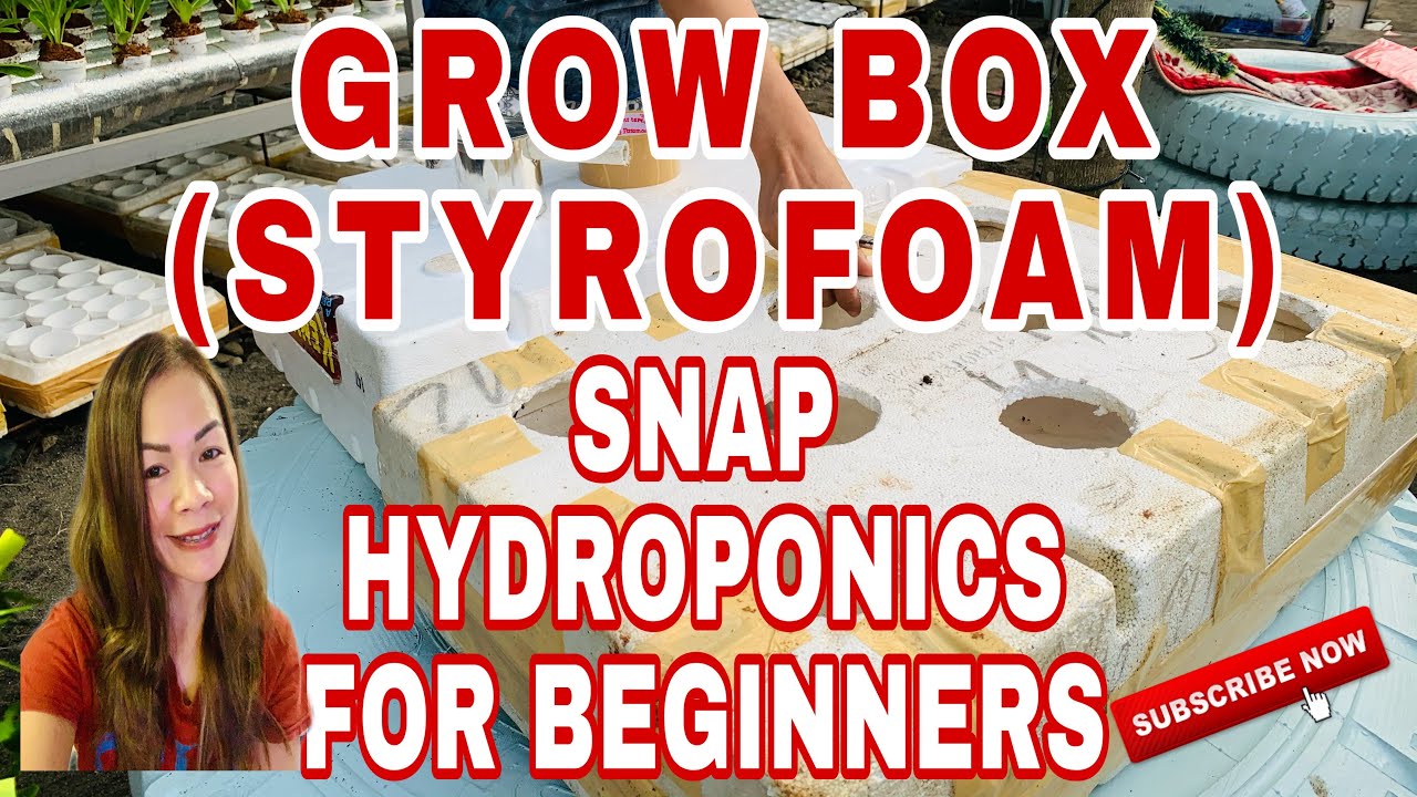 GROW BOX ( STYROFOAM) SNAP HYDROPONIC for BEGINNERS:KRATKY METHOD ...