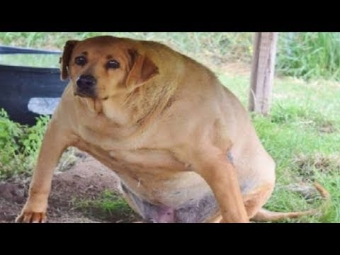 Kilolu İtler / Koca Kafalar / Yemek zamanı / Köpeklere Fısıldayan Motovlog