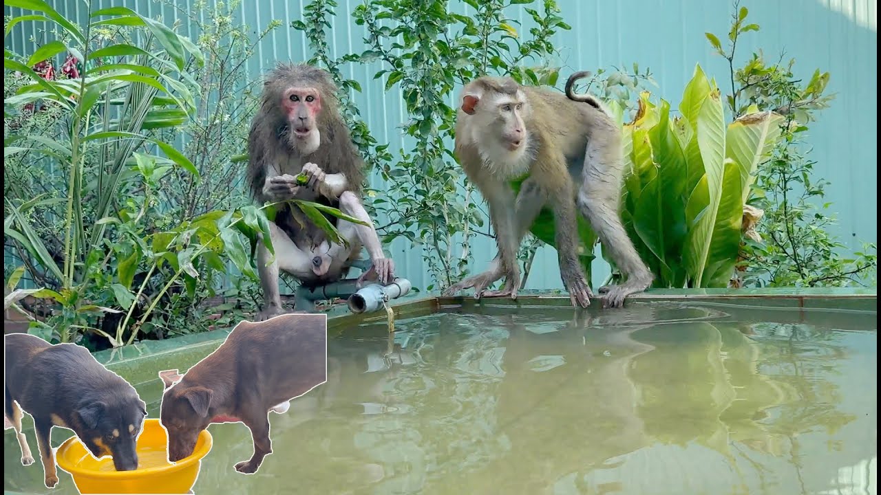MONKEY SAM Takes on Cute Animals in EPIC Faceoff - YouTube