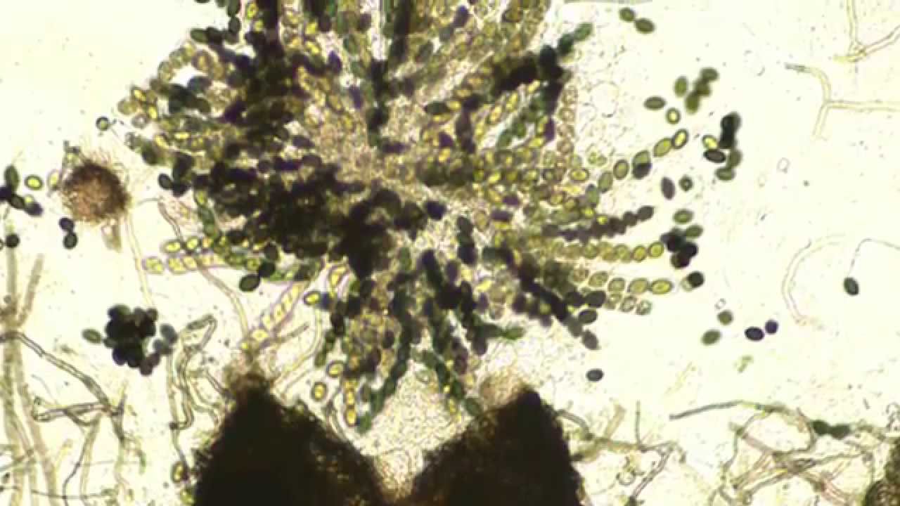 Ascospores Crossing Over