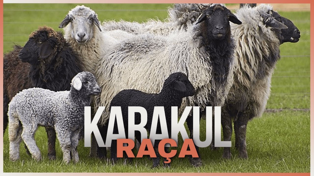 Ovinos Karakul: O Tesouro da Pecuária e da Moda! Descubra Por Quê ...