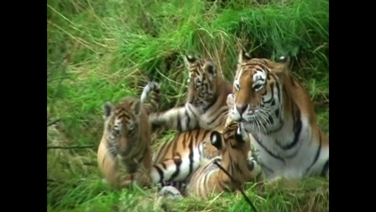 Cute Tiger Cubs Playing with Mum at Highland Wildlife Park - YouTube