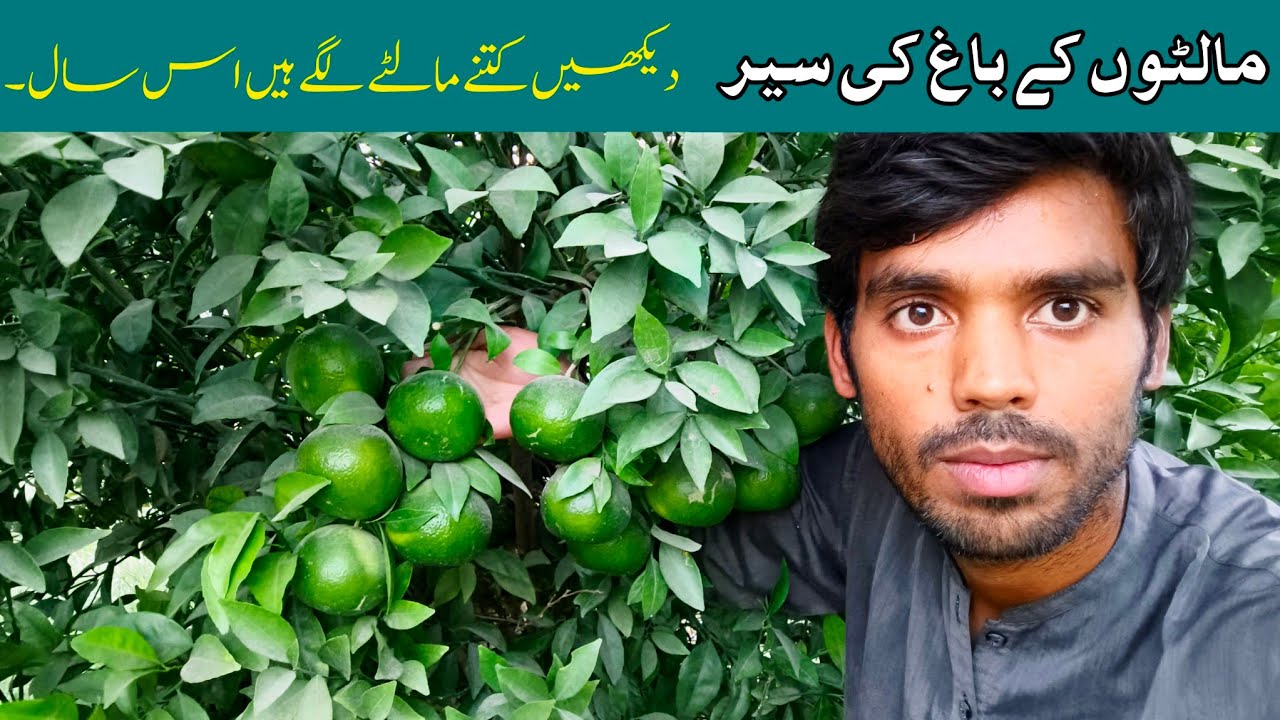 world famous Pakistani oranges || orange garden visit || how to grow ...