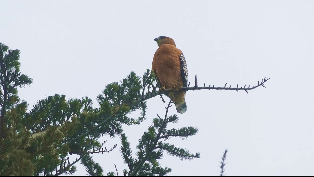 Red Shouldered Hawk ~ November 2020 ~ Northern California - YouTube