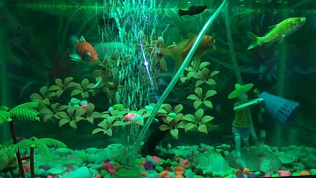 Aquarium - YouTube