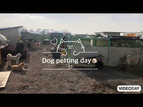 Jeju Vlog - Dog petting day 🐶