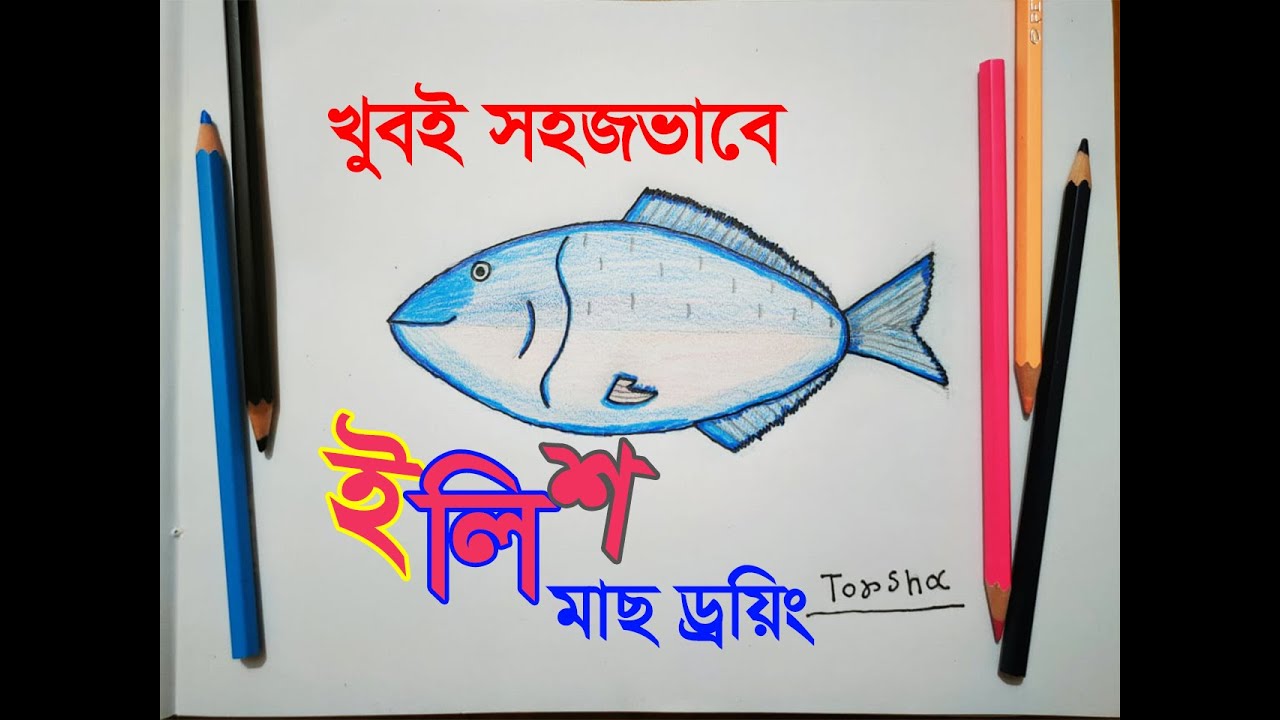 খুবই সহজভাবে ইলিশ মাছ ড্রয়িং/Easy Hilisha Fish Drawing step by step ...