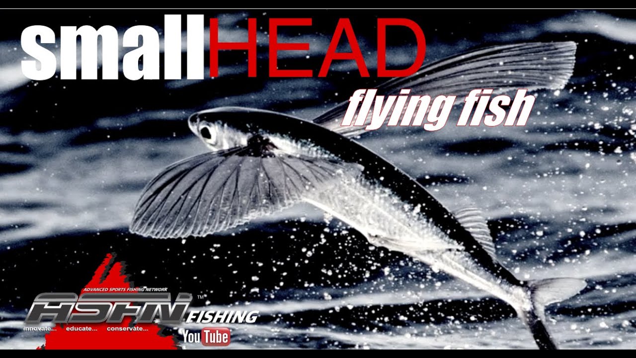 Species | Small Head Flying Fish - YouTube