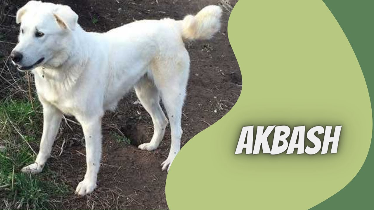 Akbash Türkischer Hirtenhund - Video Rasseportrait - YouTube