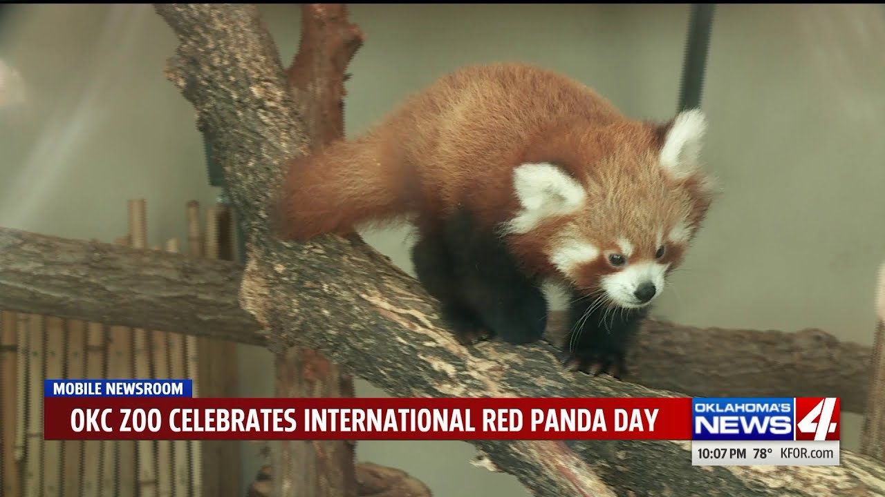 OKC Zoo celebrates red pandas on World Red Panda Day - YouTube