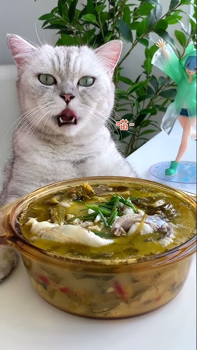 Mèo nấu lẩu cá dưa chua siêu ngon #Shorts - YouTube