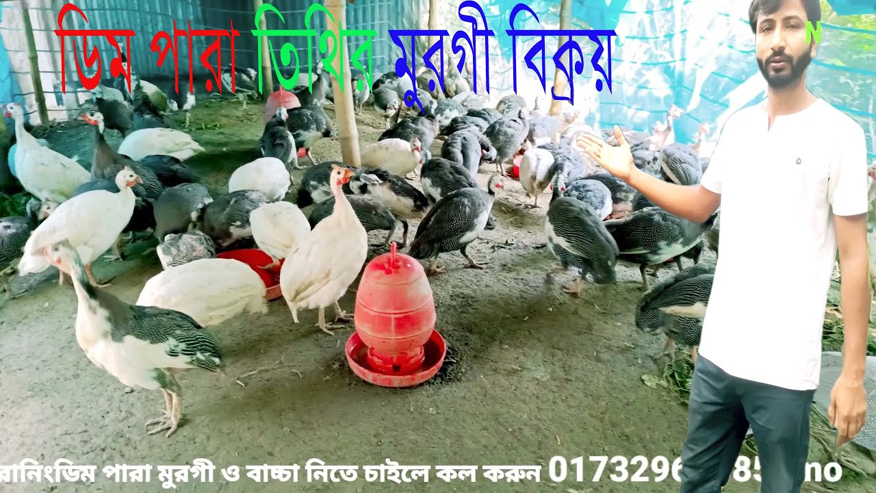 #Dim para murgi biccroy/has murgir bacca biccroy manikgonj/চিনা হাস ও ...
