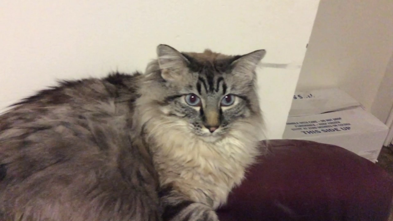 Meeeeeeeeer - YouTube