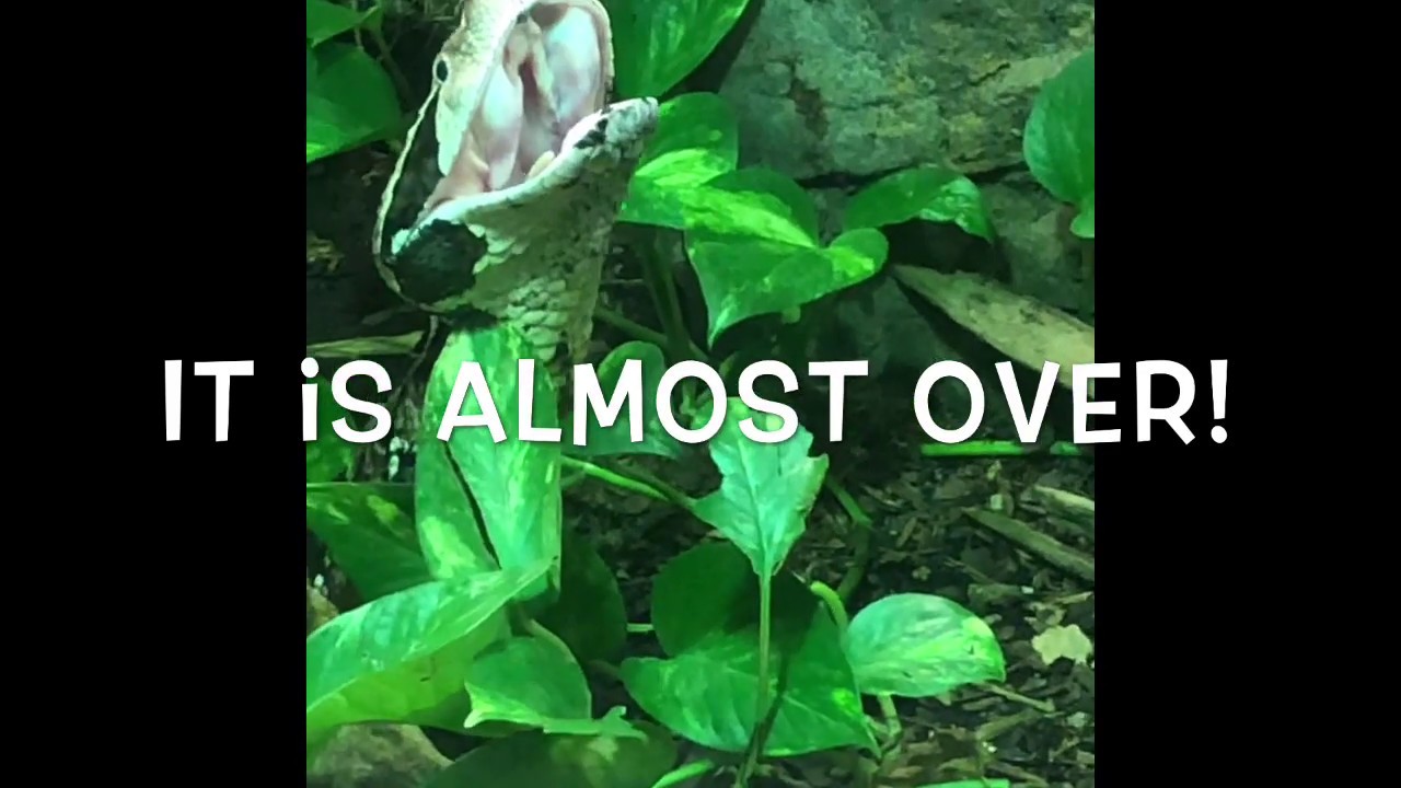 Horned viper Eating A Rat! ewwwwwww! SO GROSS! - YouTube