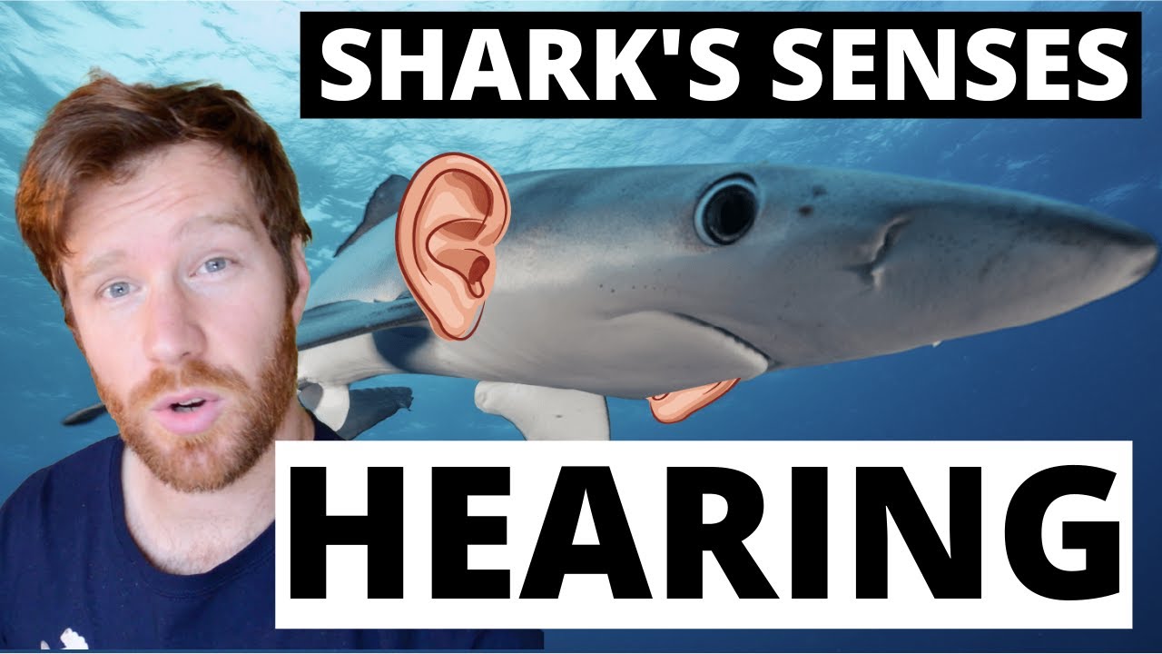 SHARKS most under-rated and most POWERFUL SENSE! SOUNDS AND VIBRATIONS ...