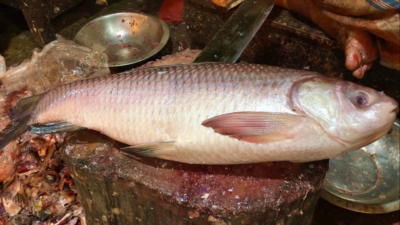 Cutting Giant Rohu Fish Like A Master Chef! Fish Cutting Skills in Fish ...