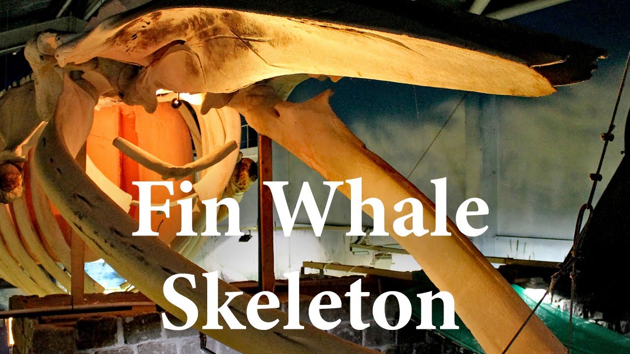 The Fin Whale Skeleton In The Aquarium. - YouTube