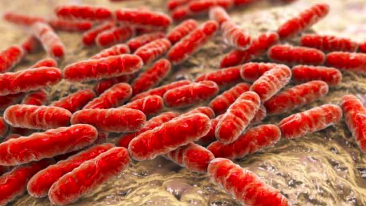 Brusella Hastalığı Tedavisi Nedir ? - YouTube