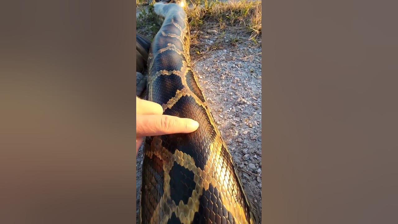 🐍 What a sensational video from @snakeaholic 📷 @snakeaholic #snake # ...