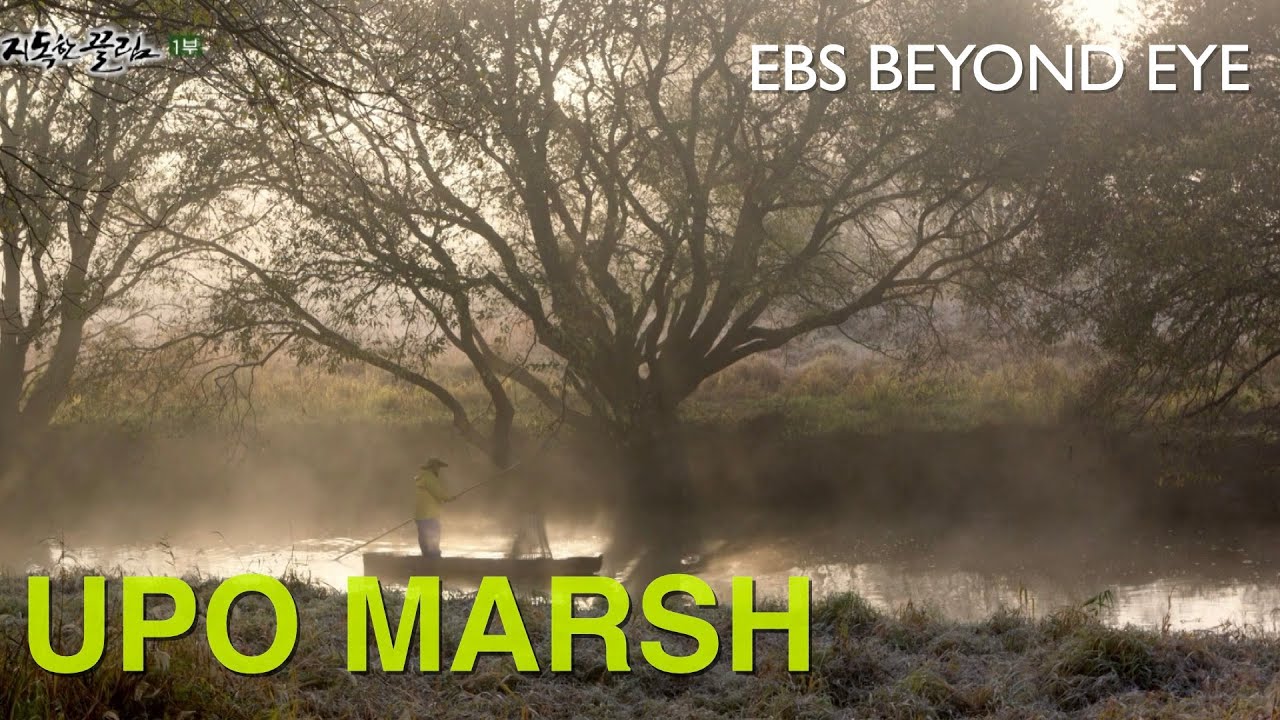 Beautiful Ramsar Site of Korea, Upo Marsh #2 | EBS Nature Documentary - YouTube