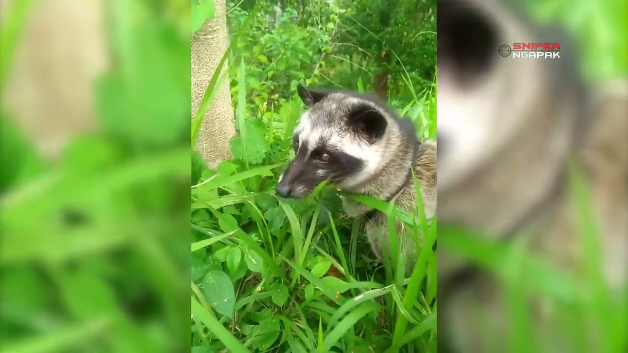 16 Manfaat Daging Luwak Untuk Kesehatan Tubuh - YouTube