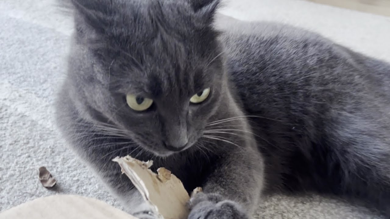 Gray cat chewing on a cardboard box - YouTube