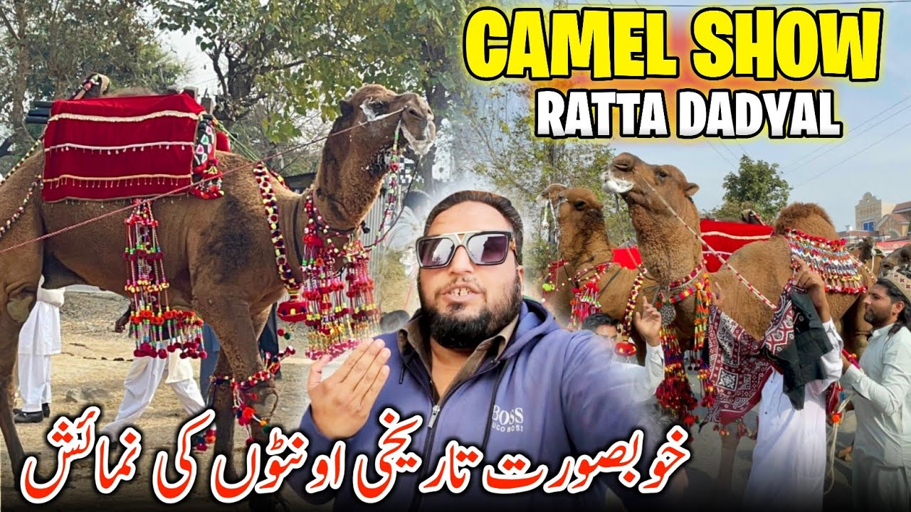 Biggest Camel Show In Ratta Dadyal 😍 Very Unique and Beautiful Camel ...