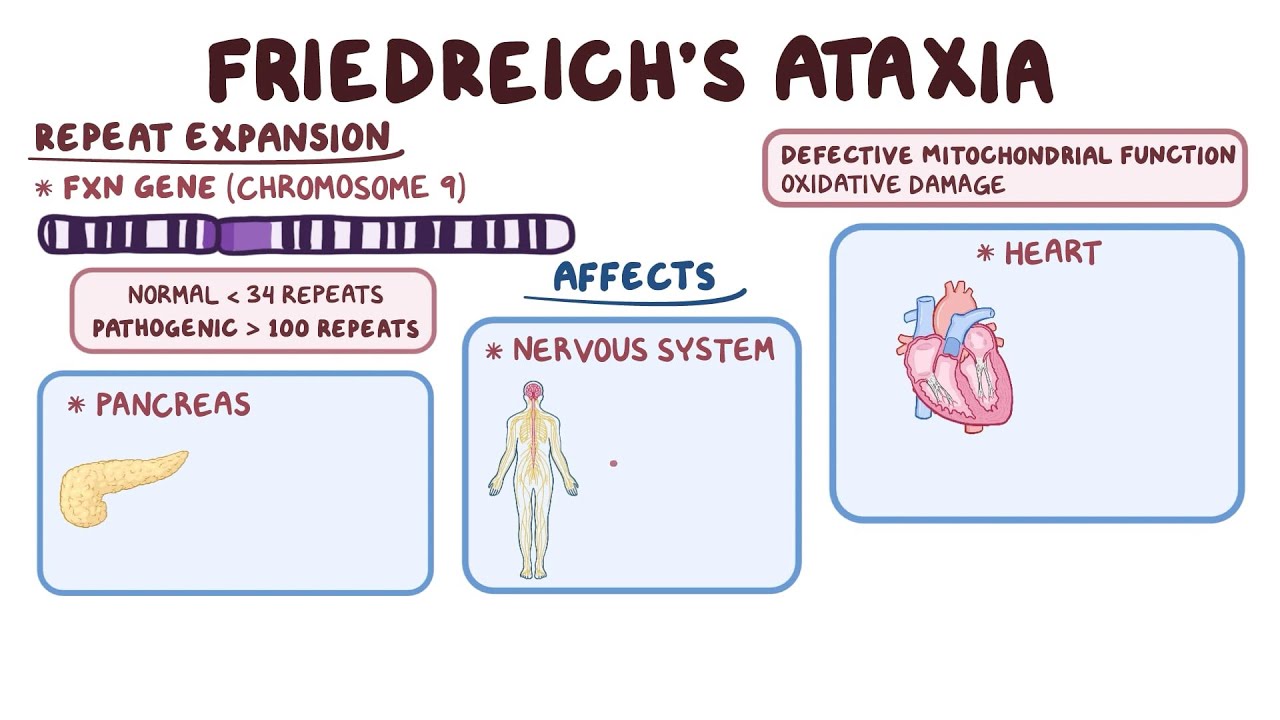 What is Friedreich’s Ataxia? Causes, Symptoms & Inheritance - YouTube