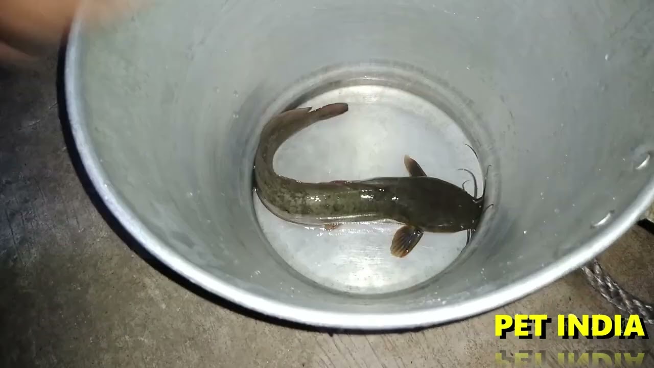 Big Walking CATFISH mother and babies rescue in India 🐟#catfish #fish # ...