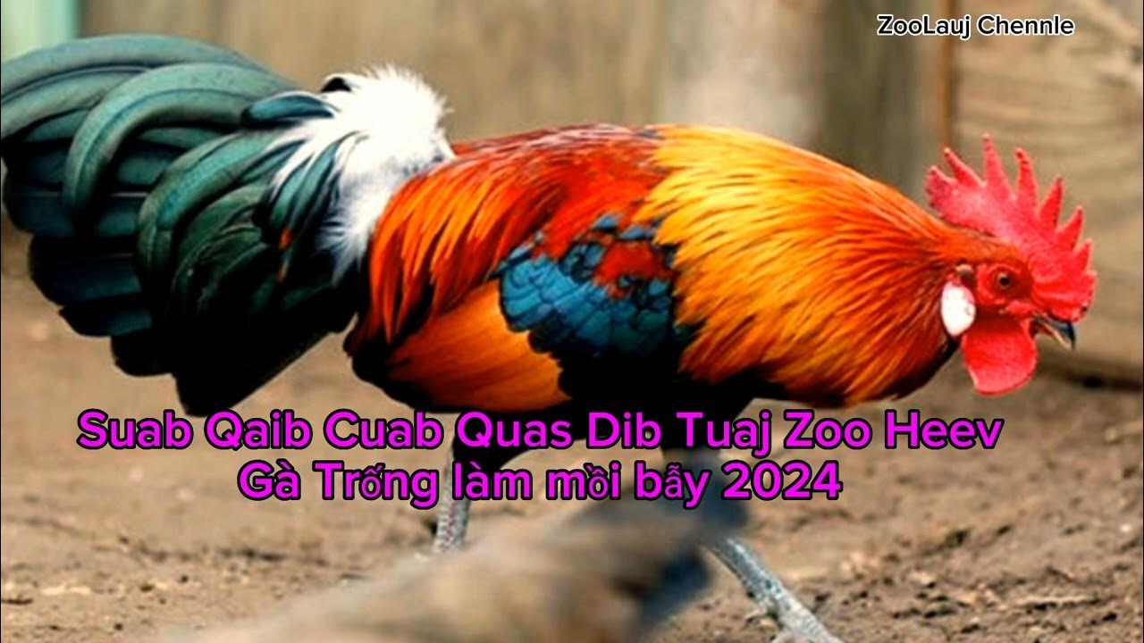 Suab Qaib Cuab Quas Dib Tuaj Zoo Heev " Gà Trống" 2024 - YouTube