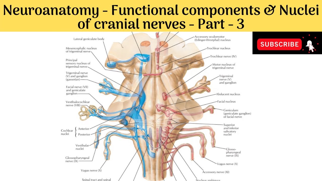 Functional Components & nuclei of VII to XII Cranial Nerves |Reflexes ...