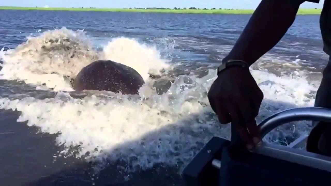 Hippo attack boat...very scary!!! HD - YouTube