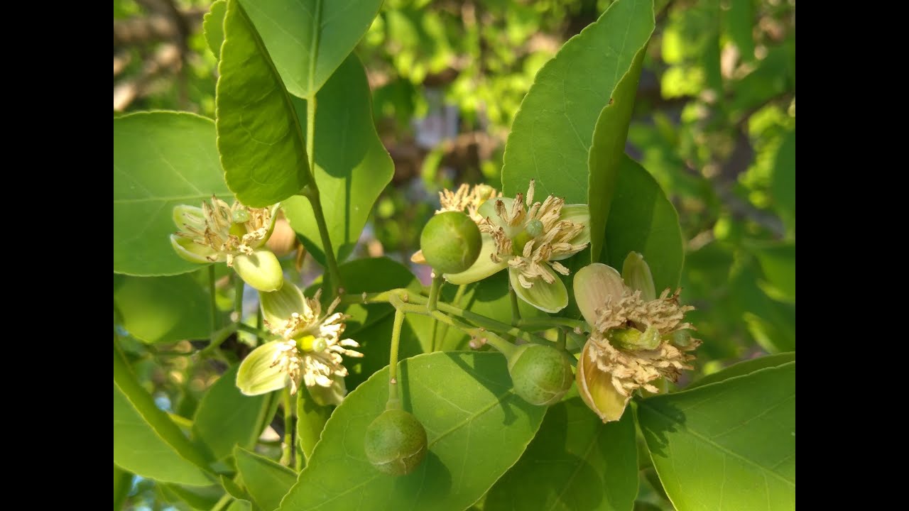 भक्तीतील बिल्ववृक्ष - एक गुणकारी वनस्पती | Bel Tree | डॉ. लता पाडेकर ...