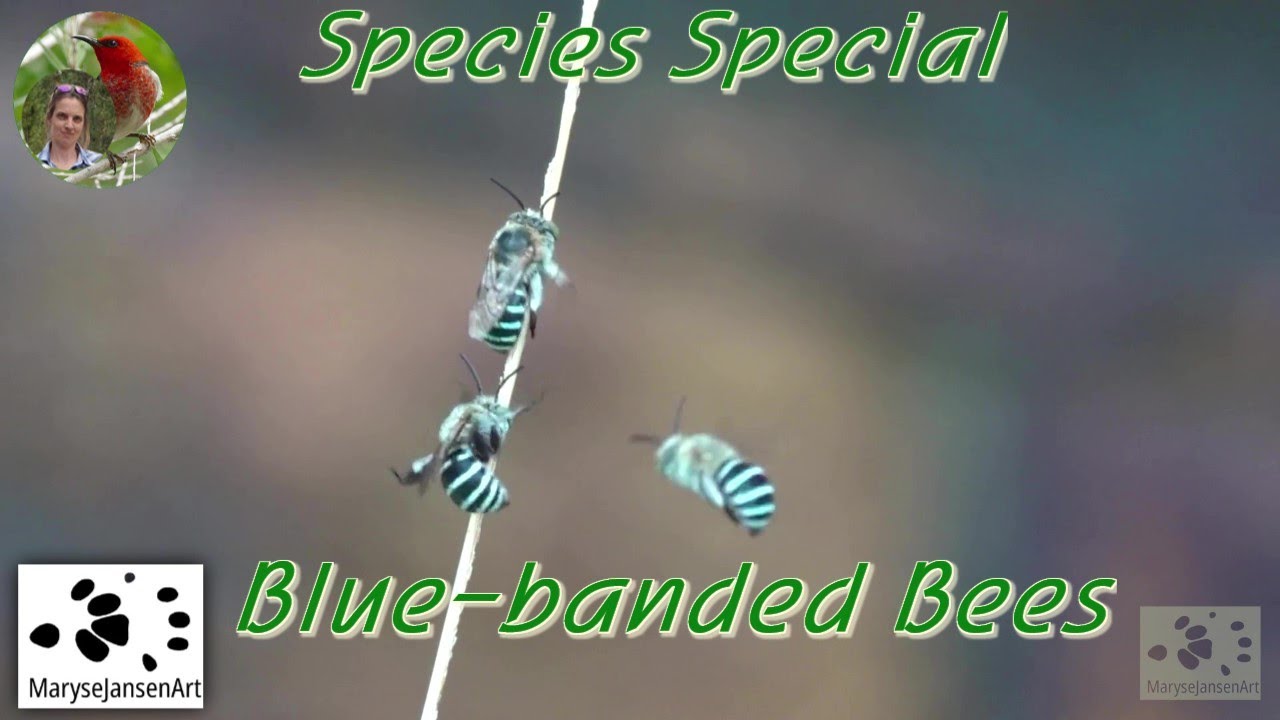 Backyard Wonders: Blue-banded Bees - Species Special - YouTube